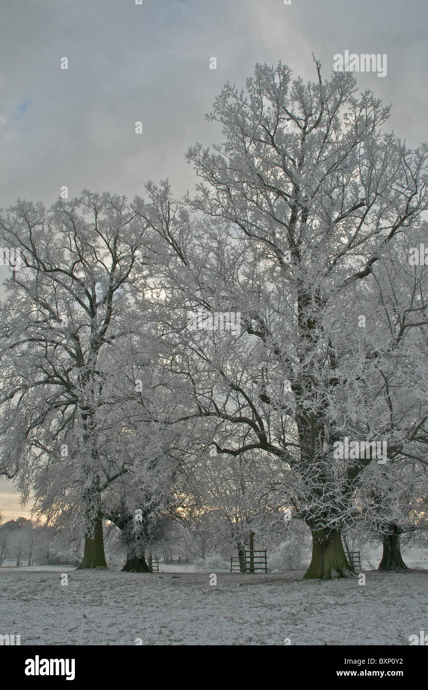 A sharp freezing frost clings to the branches of mature trees in ...
