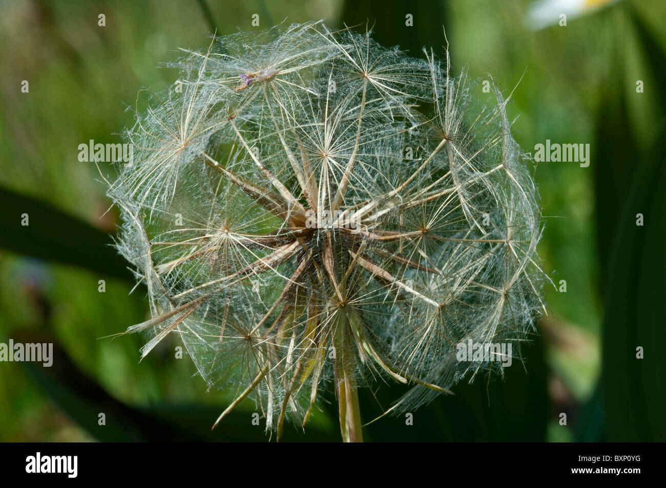 Goatsbeard seed head hi-res stock photography and images - Alamy