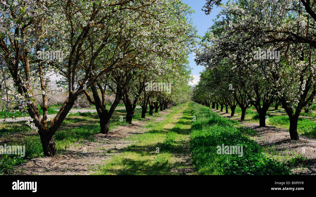 California Central Valley Almond Orchards Lathrop early spring tree ...