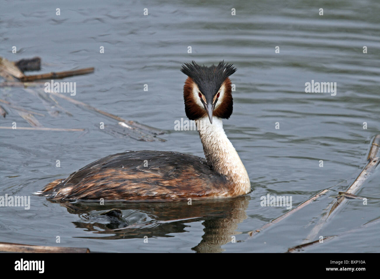Great Crested Grebe (Podiceps cristatus) - summer plumage Stock Photo ...