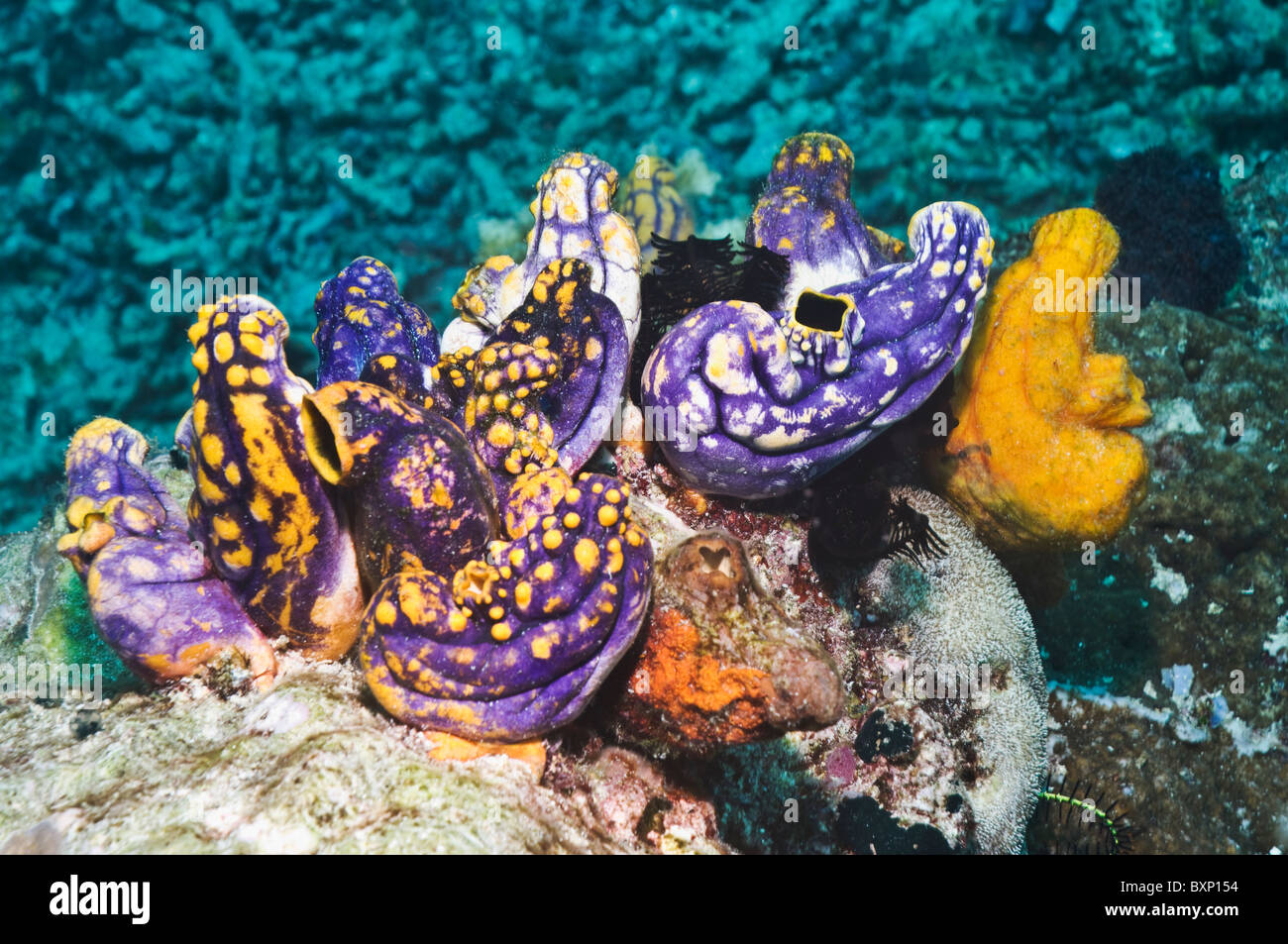 Sea squirt hi-res stock photography and images - Alamy