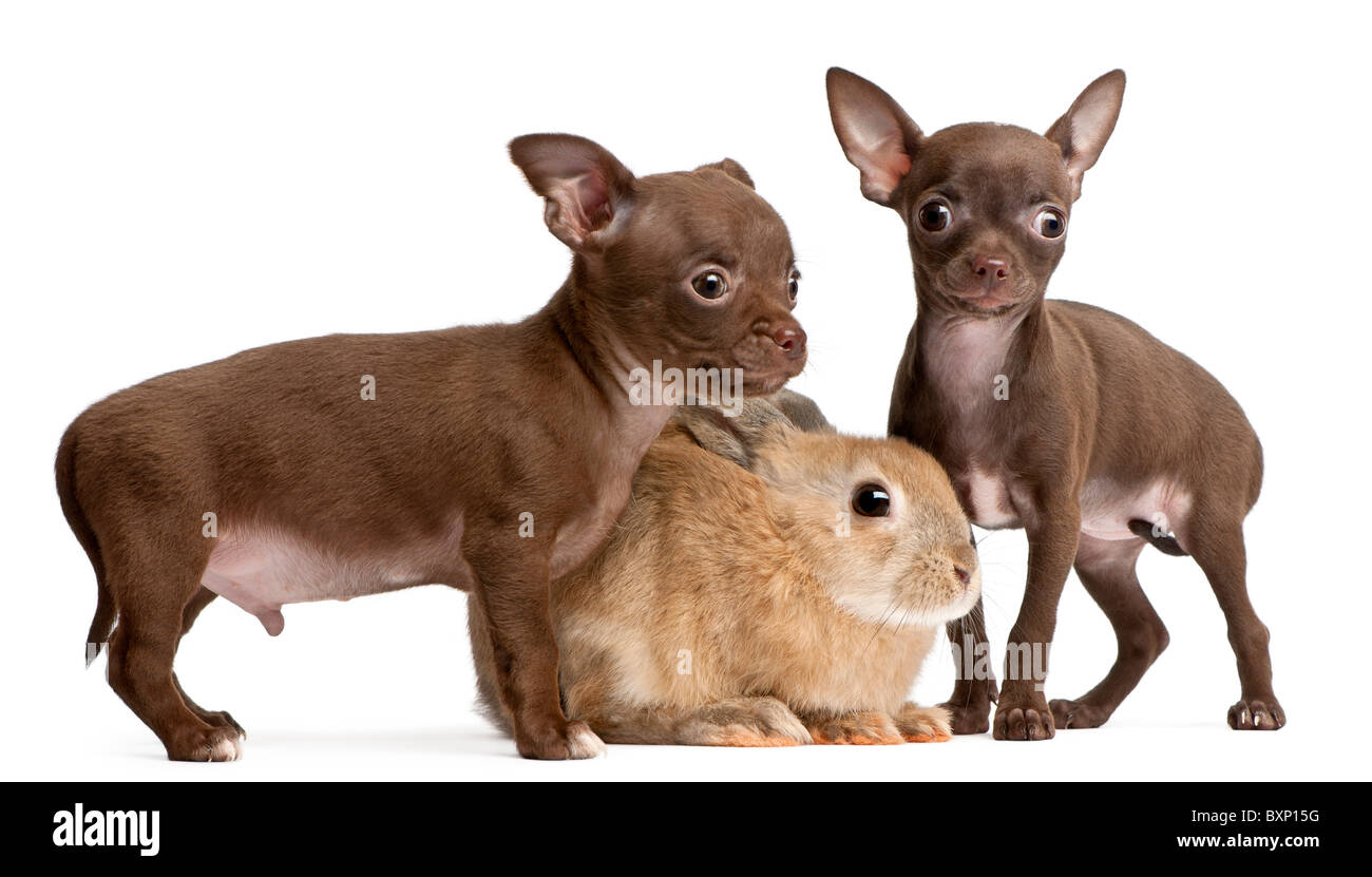 Two Chihuahua puppies and a rabbit, 10 weeks old, in front of white ...