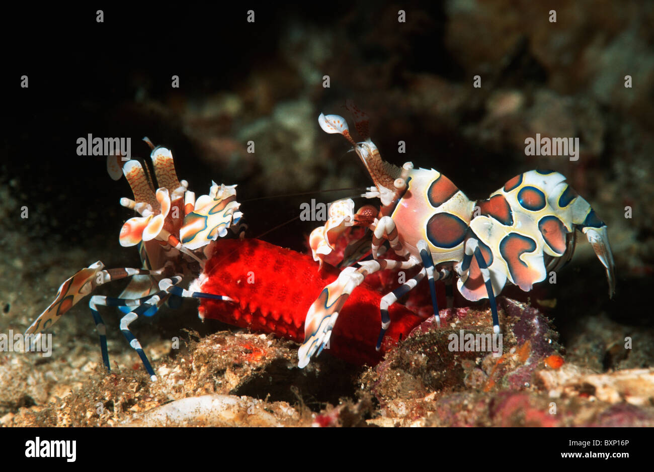 Harlequin shrimp (Hymenocera picta), pair feeding on starfish leg ...
