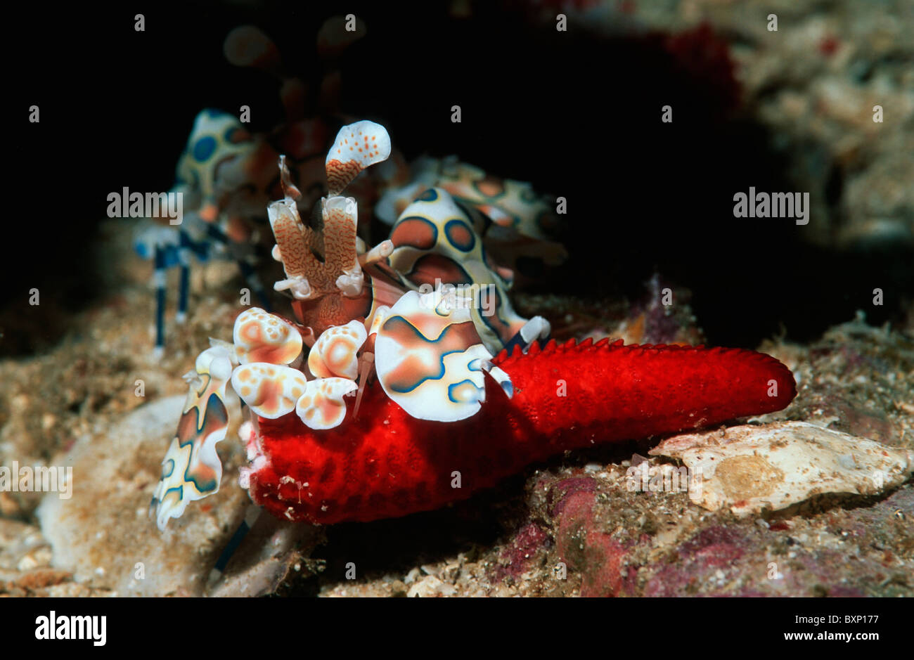 Harlequin shrimp (Hymenocera picta), feeding on starfish leg. Andaman ...