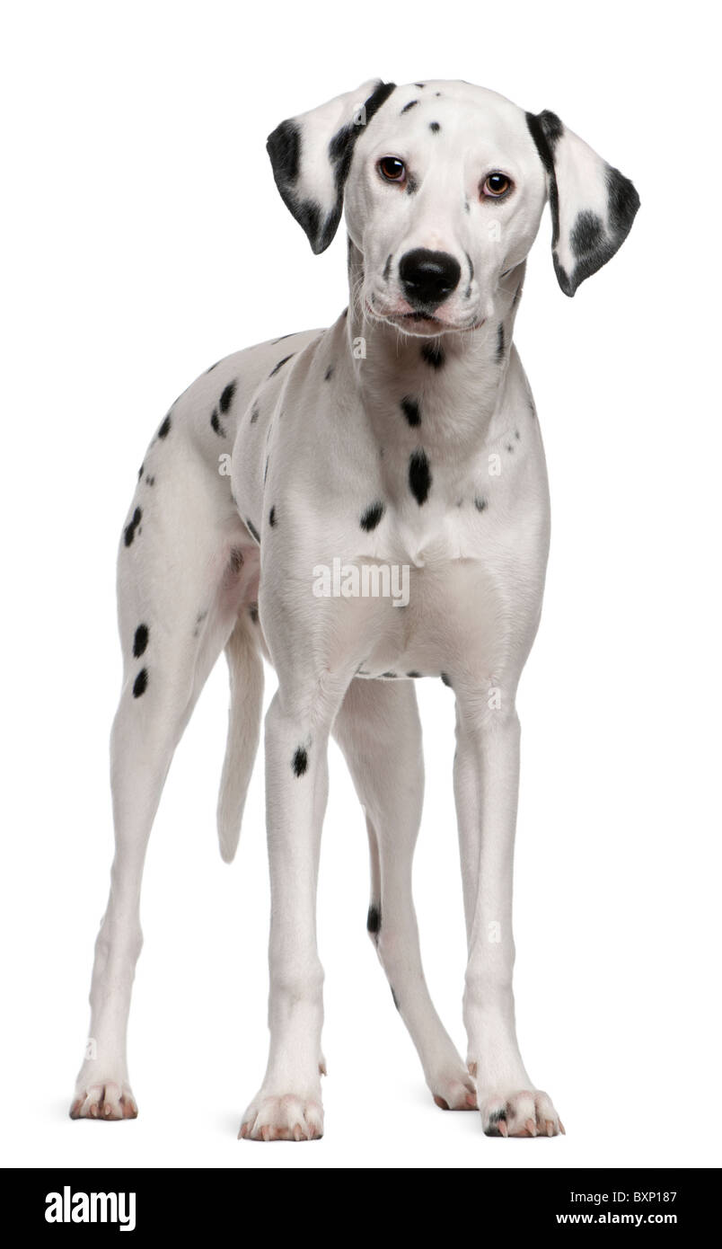 Dalmation puppy no spots hi-res stock photography and images - Alamy