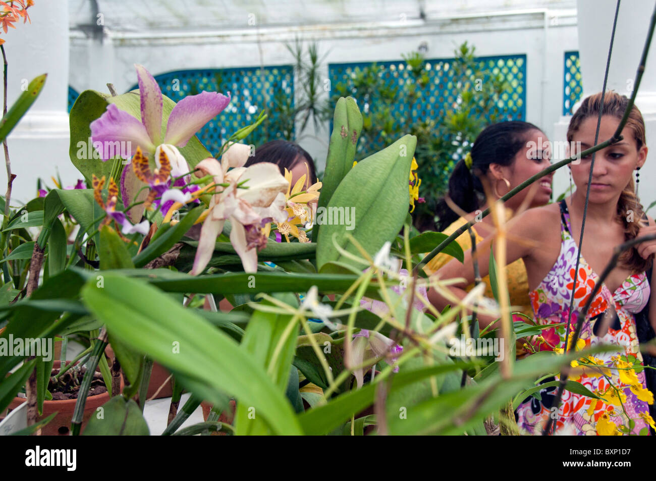 BRAZIL. ORCHID HOUSE AT THE BOTANIC GARDENS IN RIO DE JANEIRO Stock ...