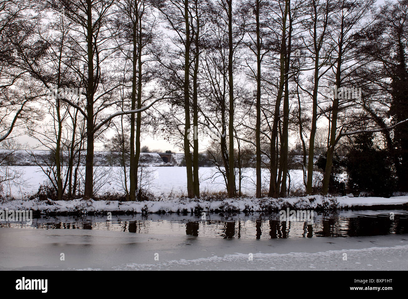 Alder trees hi-res stock photography and images - Alamy