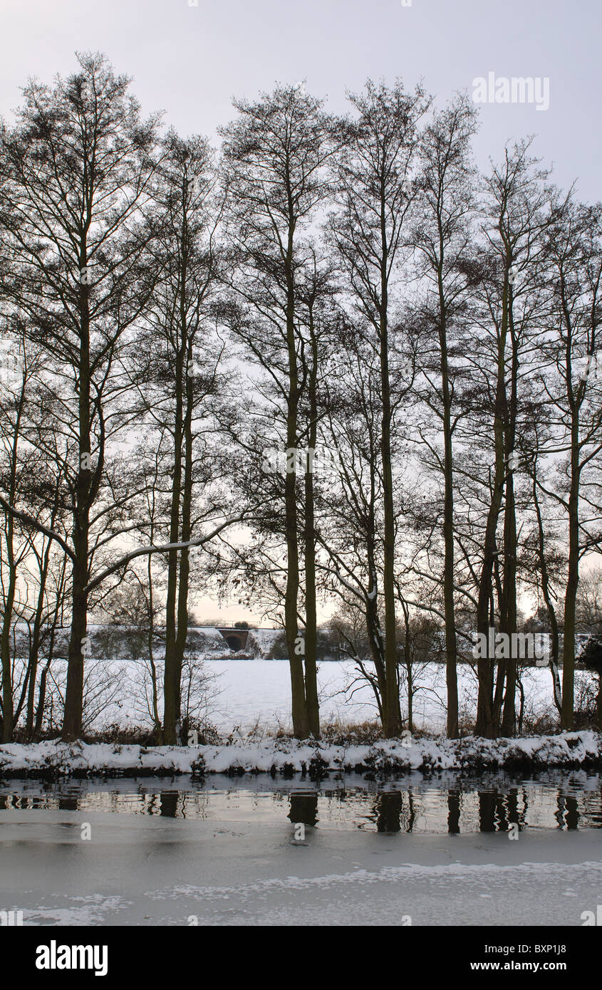 Alder trees hi-res stock photography and images - Alamy