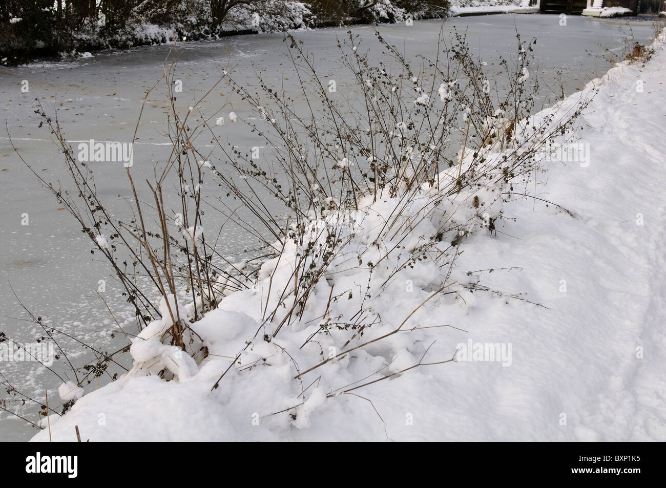 Nettle plants, Urtica dioica, in snow alongside frozen canal Stock ...