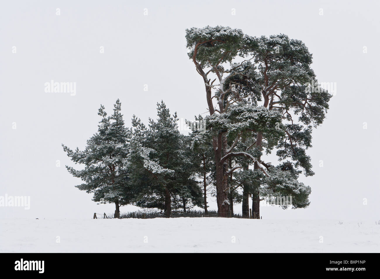 A clump of Scots pine trees (Pinus sylvestris) on a knoll in the snow ...