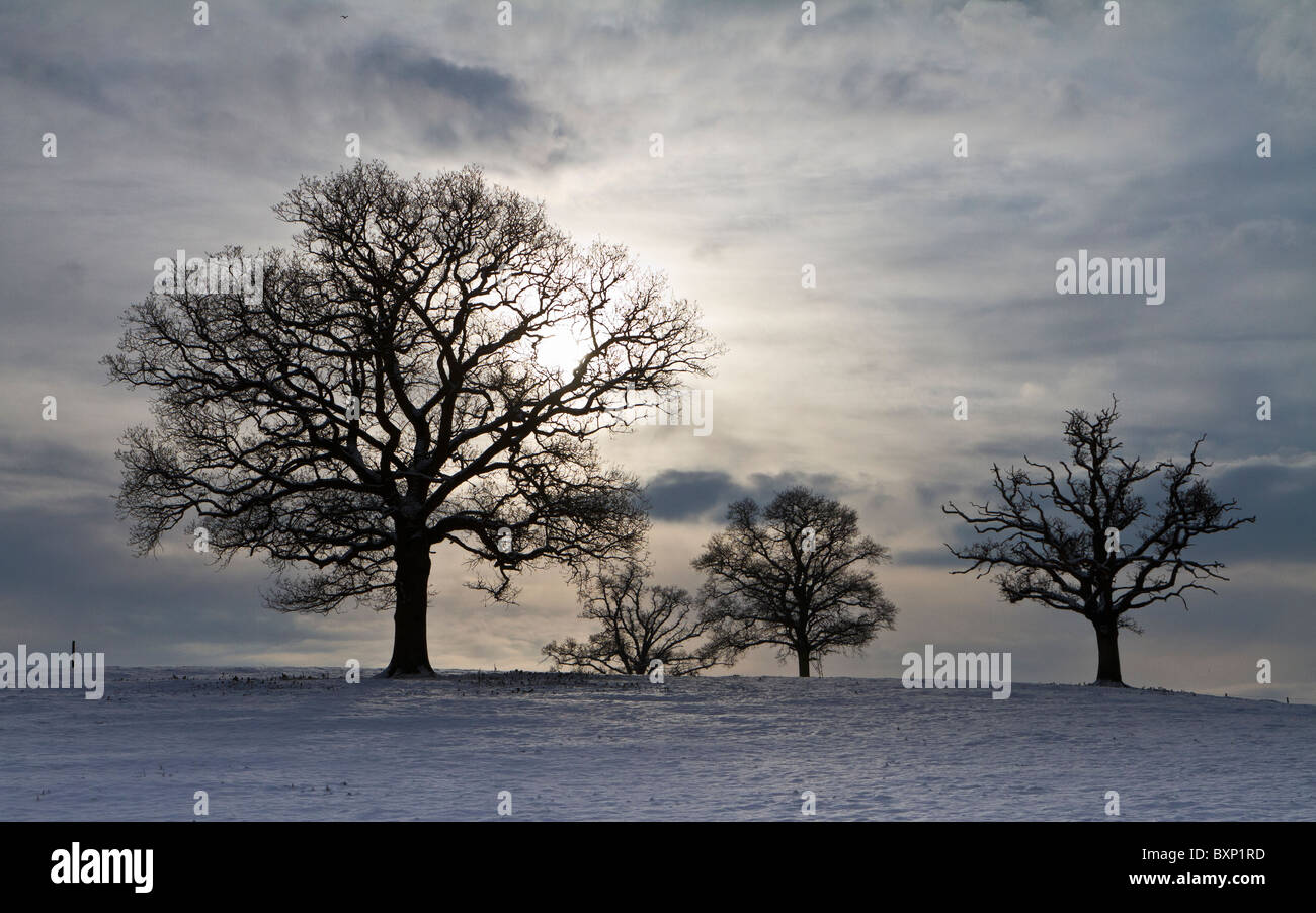 The Winter sun shining weakly through bare trees over snow at late ...