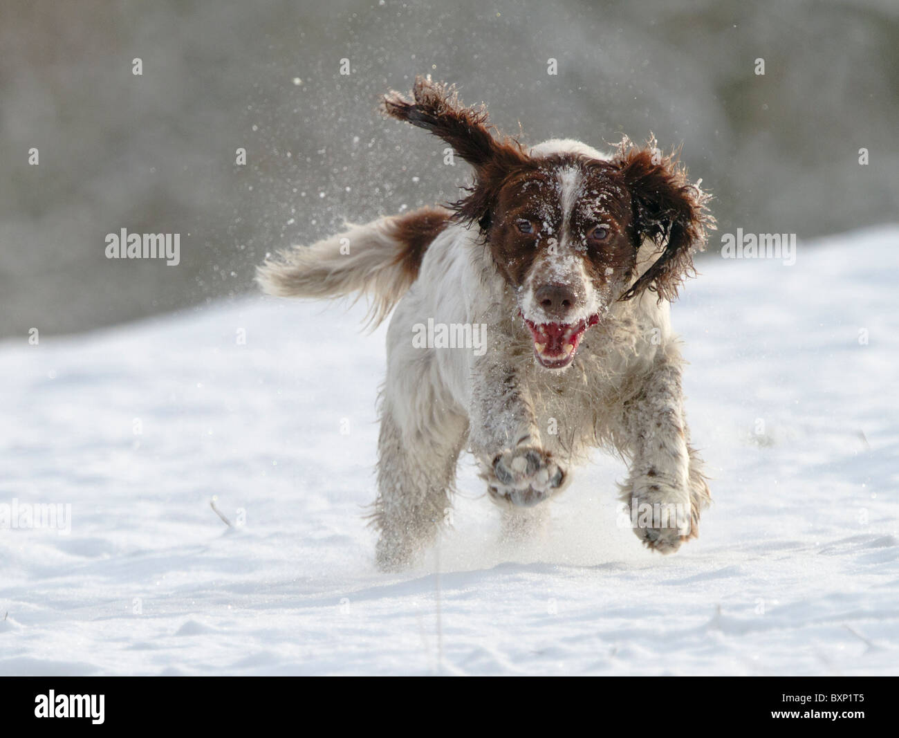 Springer spaniel running through snow Stock Photo - Alamy
