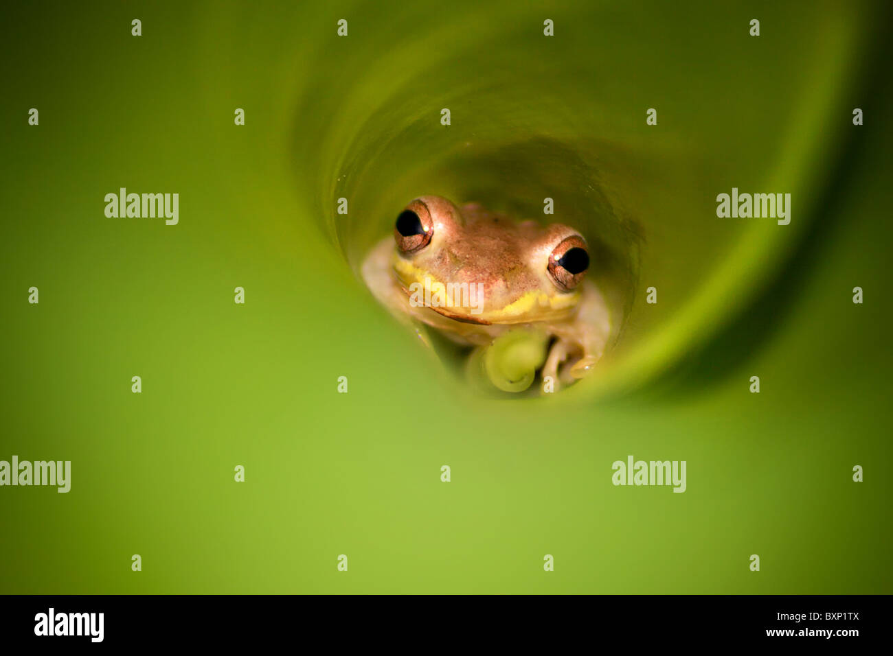 Baby frog hi-res stock photography and images - Alamy