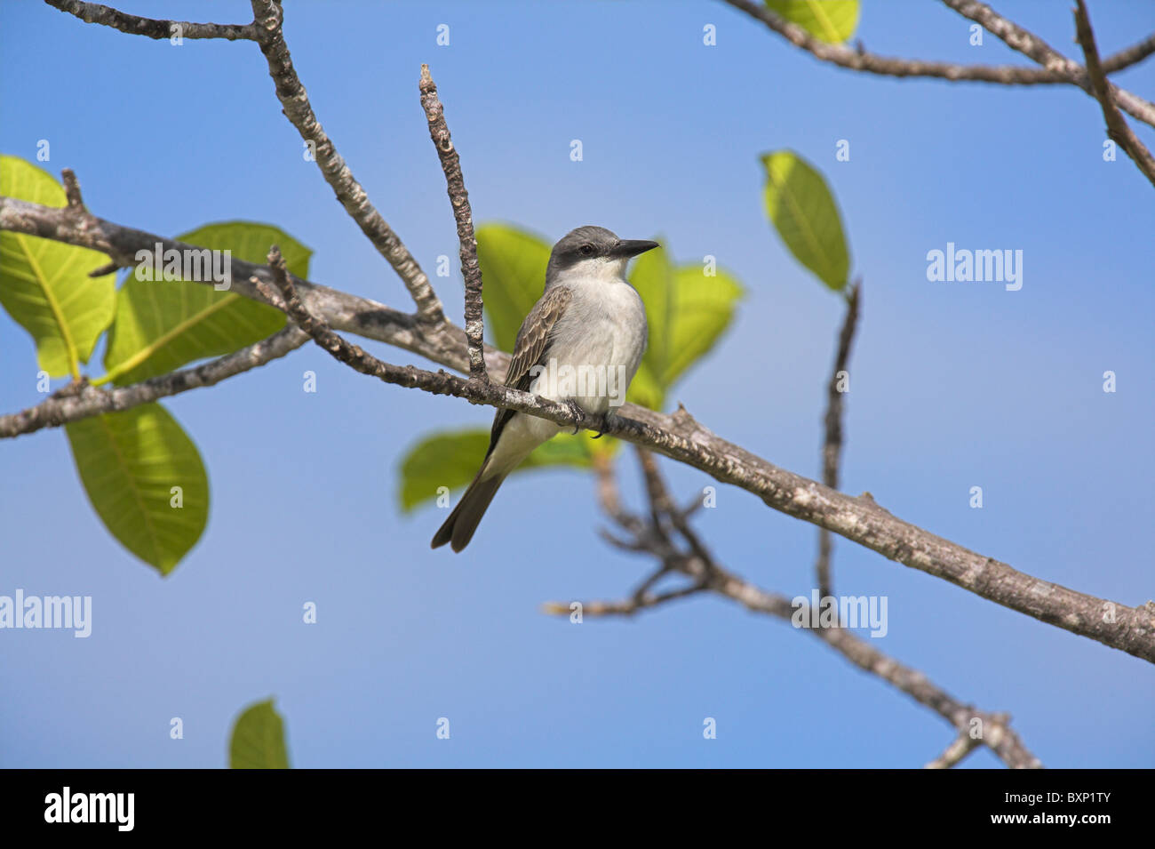 Grey Kingbird Tyrannus dominicensis Stock Photo - Alamy