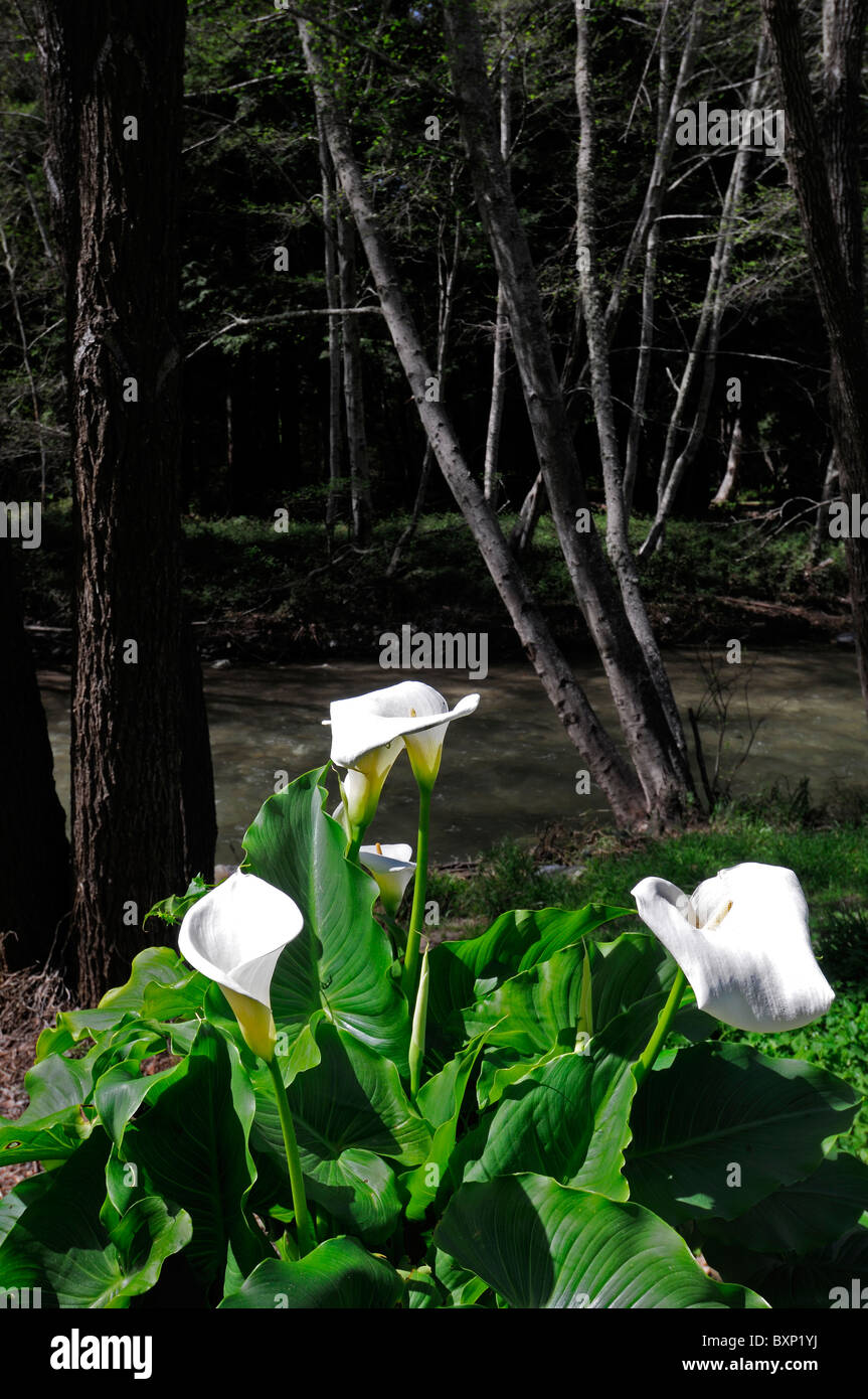 white calla lilies along the Big Sur river pacific highway one 1 ...