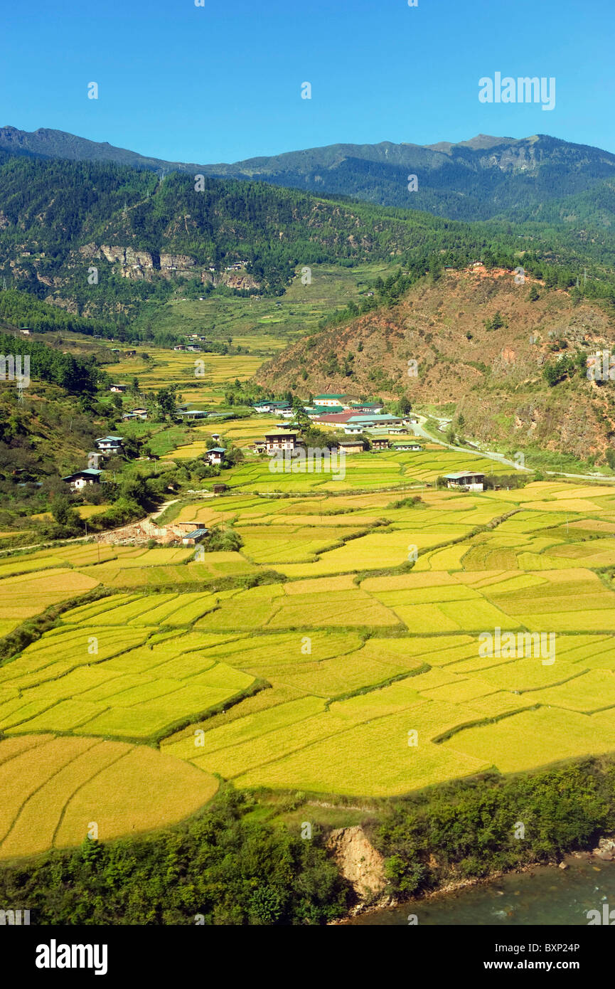 Bhutan Rice Fields High Resolution Stock Photography and Images - Alamy