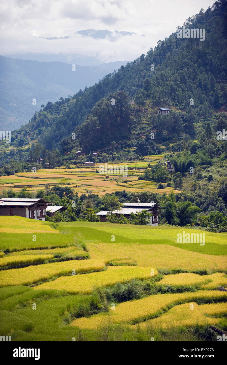 Bhutan rice fields hi-res stock photography and images - Alamy