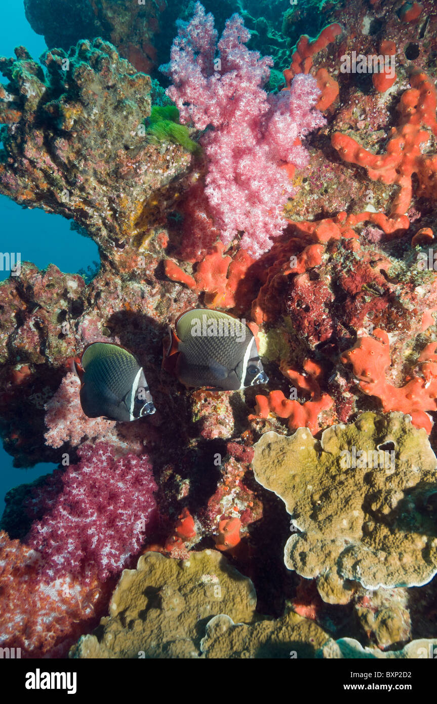 Collared butterflyfishes hi-res stock photography and images - Alamy