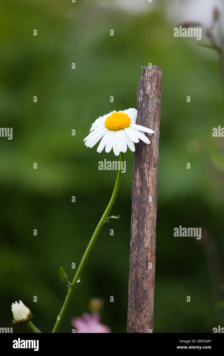 Daisy stick hi-res stock photography and images - Alamy