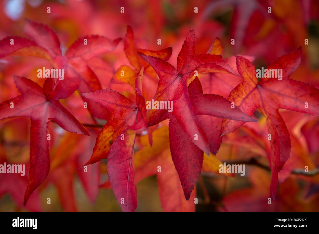 Liquidambar styraciflua foliage hi-res stock photography and images - Alamy