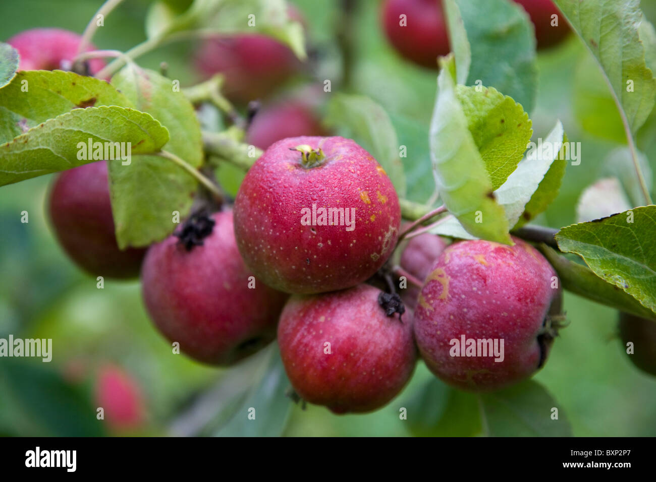 Rokewood hi-res stock photography and images - Alamy