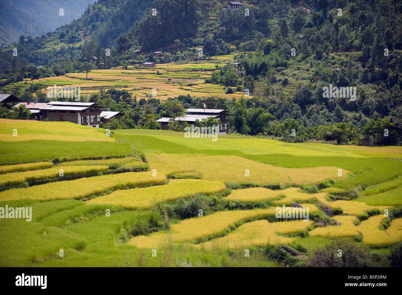 Bhutan agriculture hi-res stock photography and images - Alamy