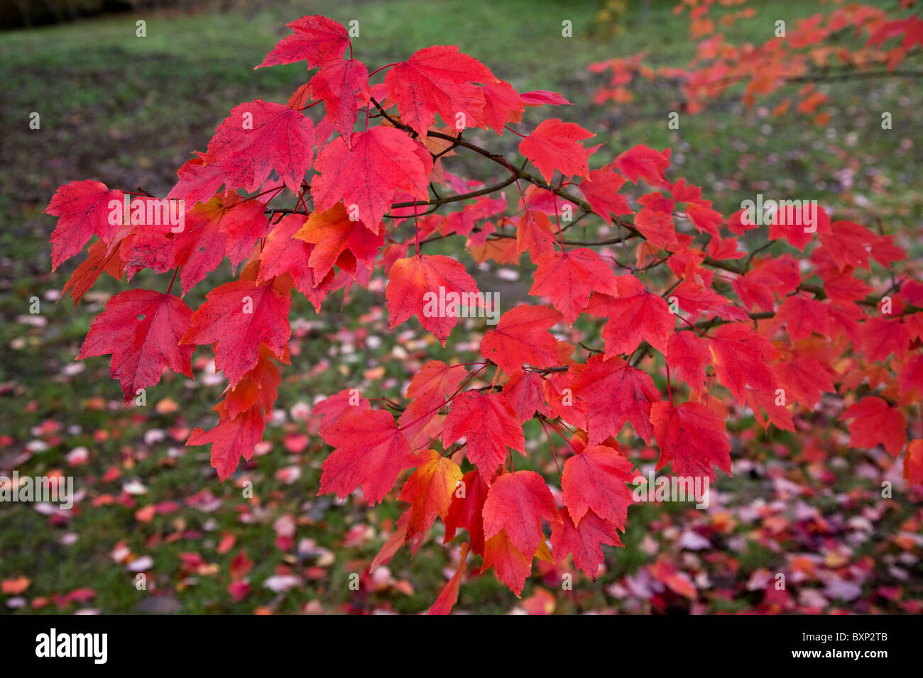 Acer rubrum hi-res stock photography and images - Alamy