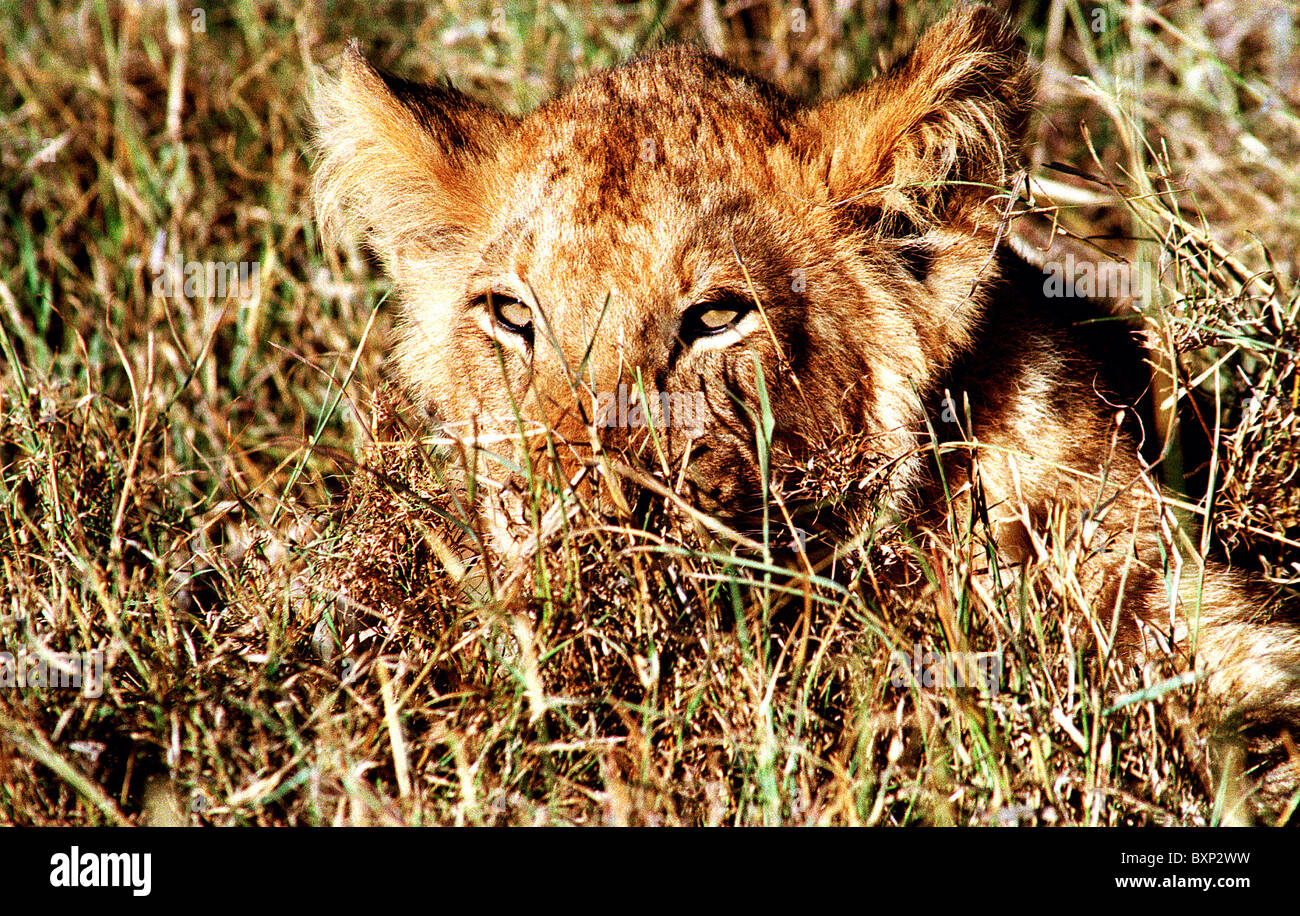 Lion cub in the Masai Mara Game Reserve, Kenya Stock Photo - Alamy