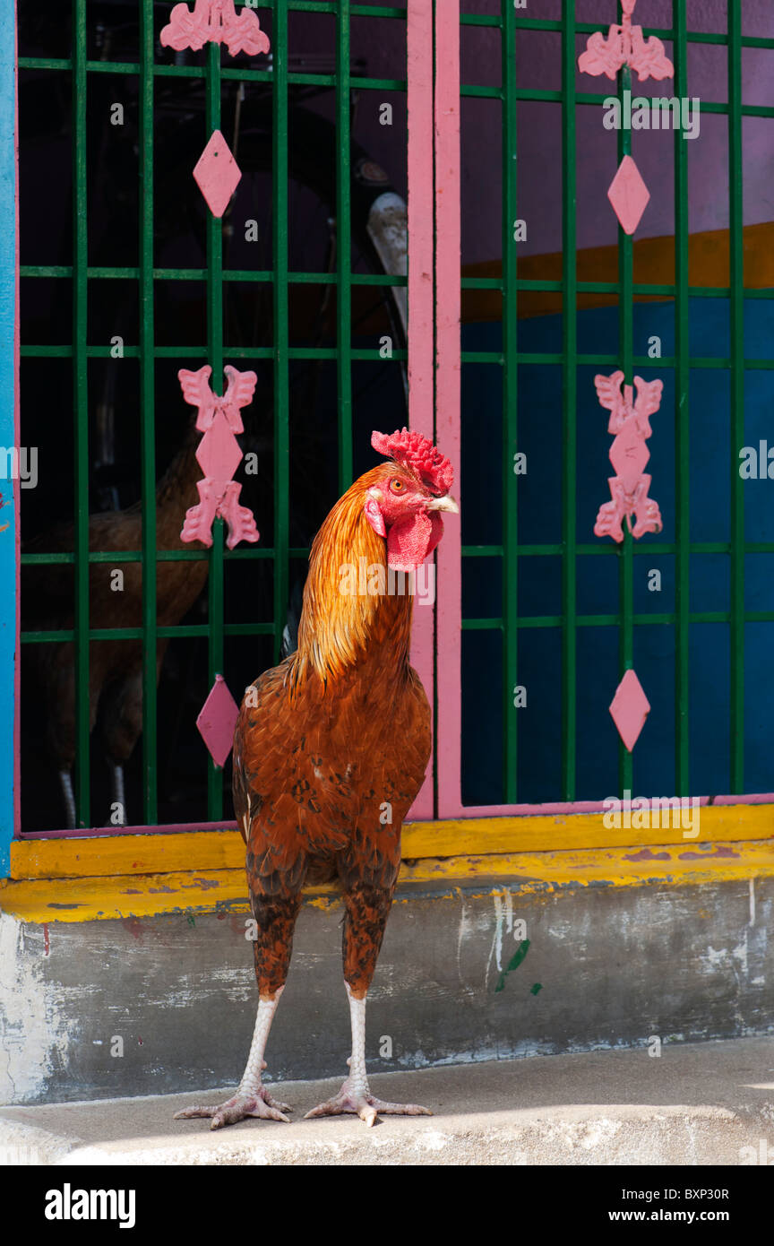 Indian rooster hi-res stock photography and images - Alamy