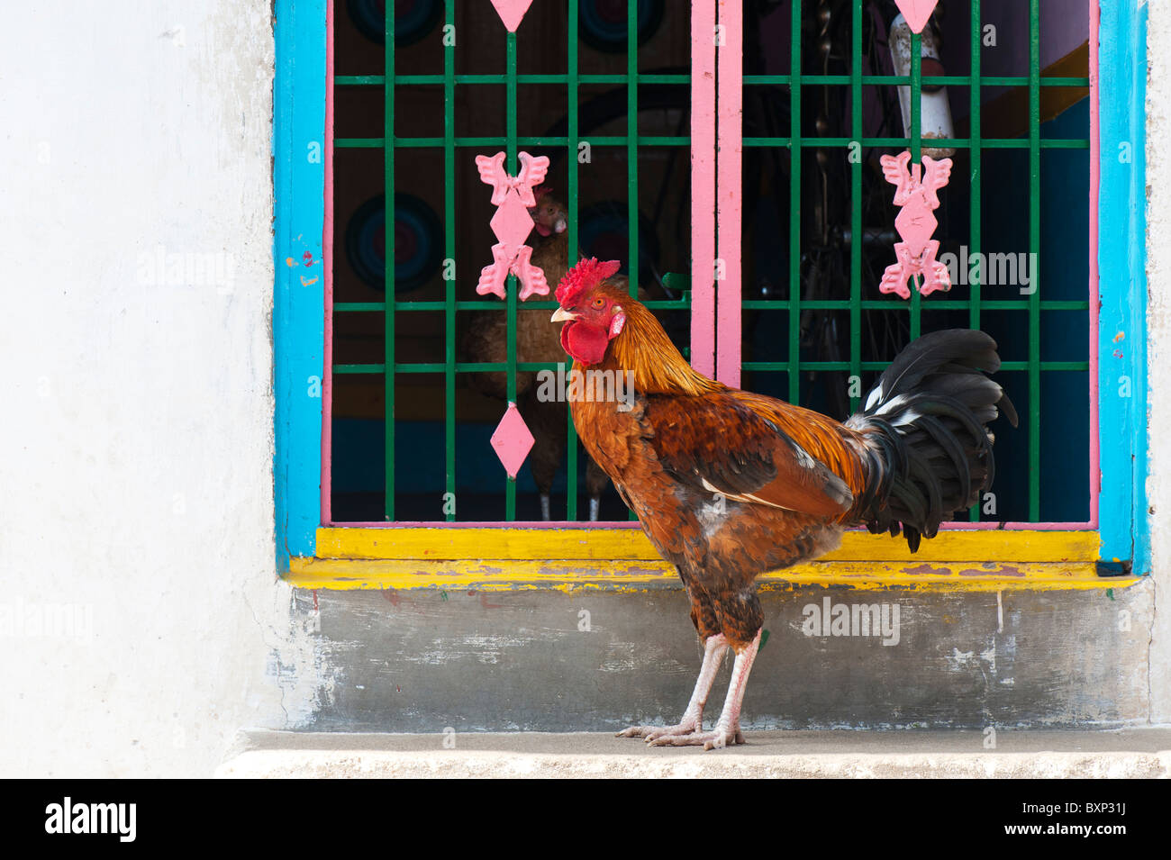 Indian rooster hi-res stock photography and images - Alamy