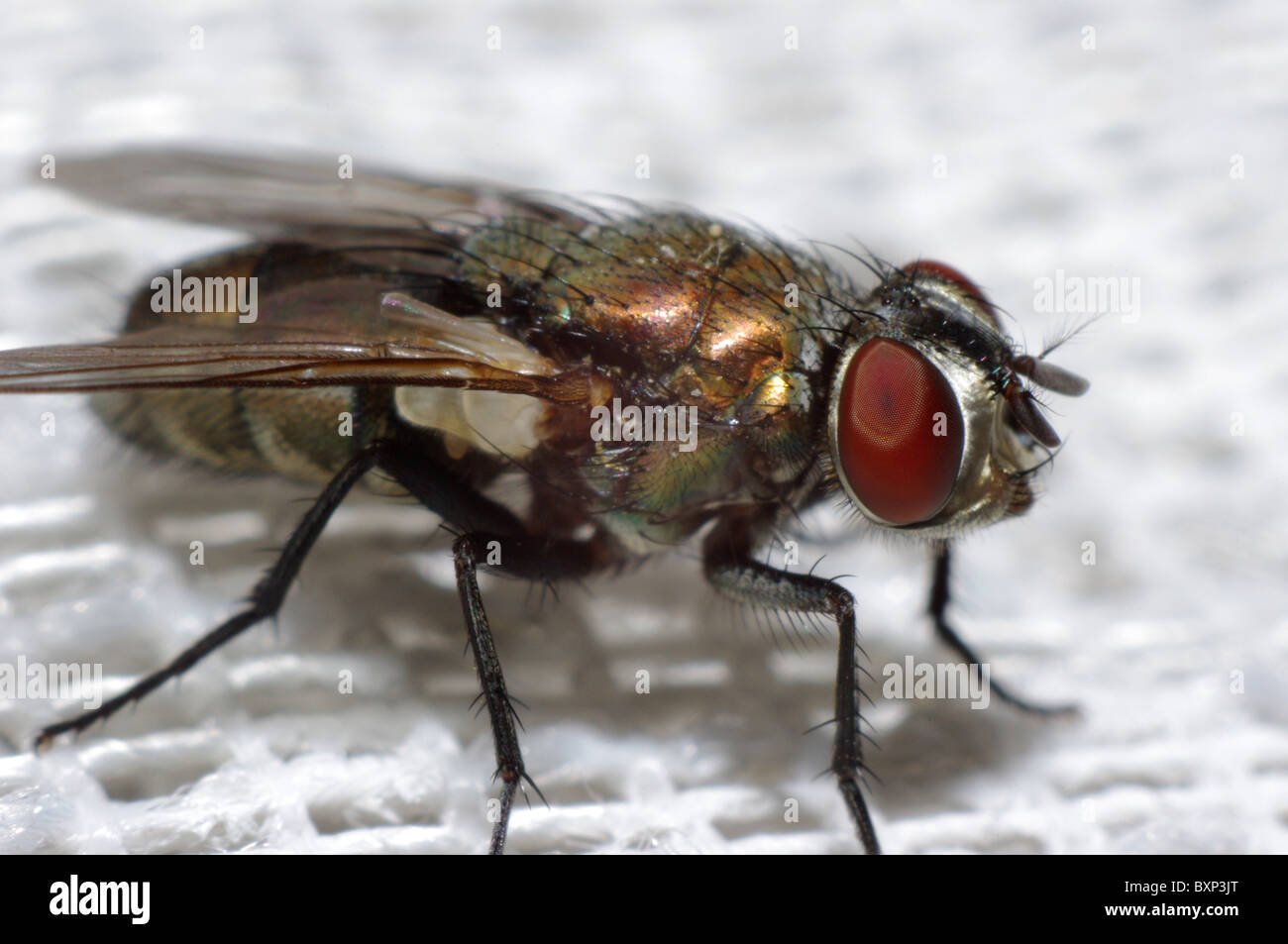Musca domestica hi-res stock photography and images - Alamy
