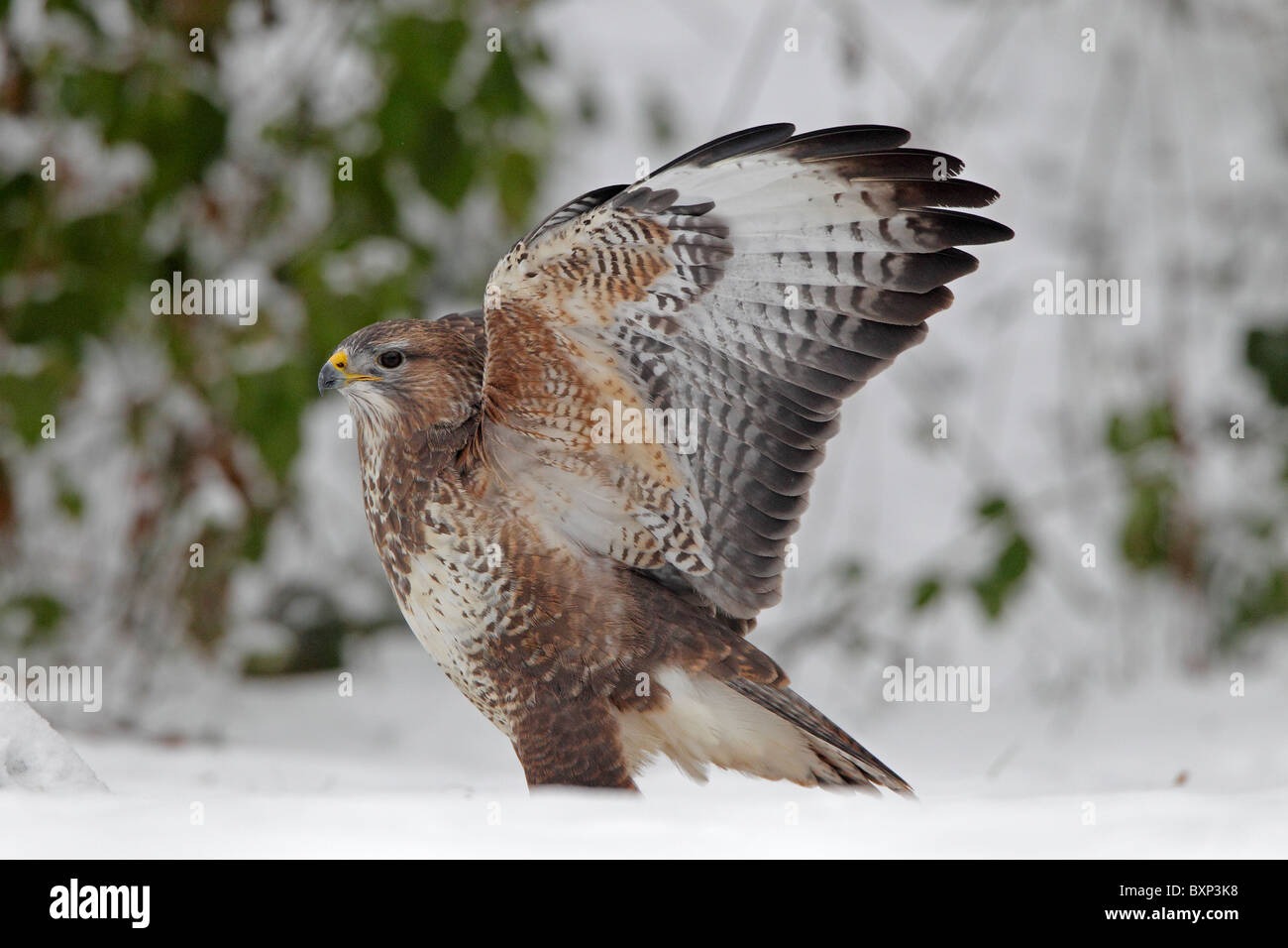 Buzzard snow hi-res stock photography and images - Alamy