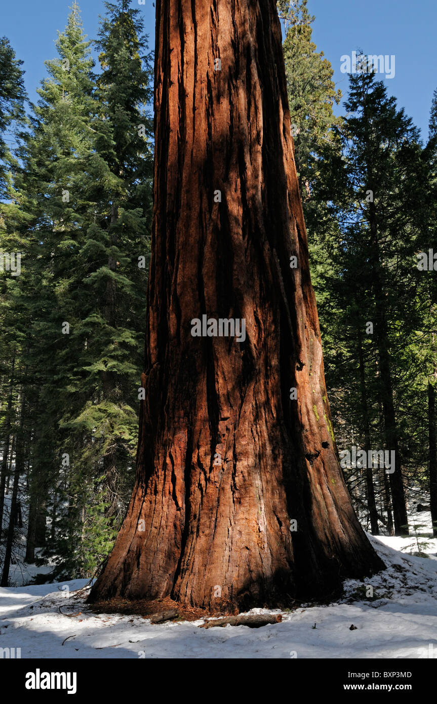 Sequoia trees Sequoiadendron giganteum Mariposa Grove Yosemite National ...