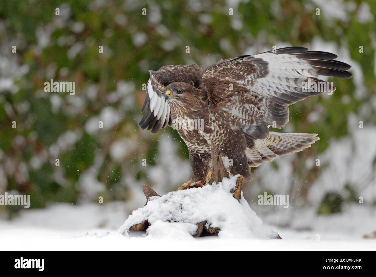 Buzzard snow hi-res stock photography and images - Alamy