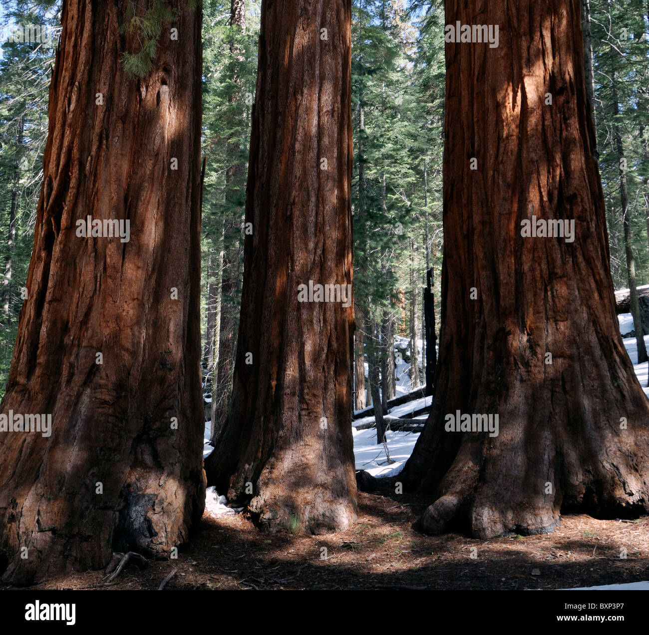 Sequoia trees Sequoiadendron giganteum Mariposa Grove Yosemite National ...