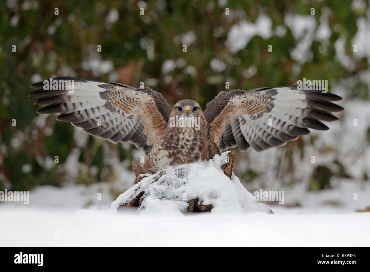 Buzzard in snow hi-res stock photography and images - Alamy