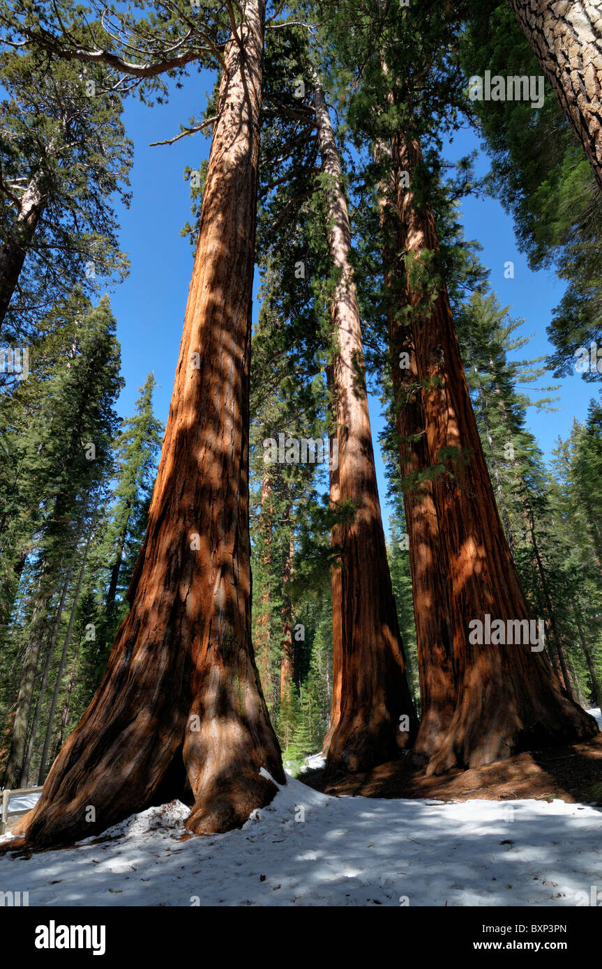 Sequoia trees Sequoiadendron giganteum Mariposa Grove Yosemite National ...