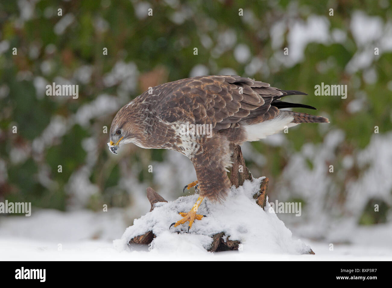 Buzzard in snow hi-res stock photography and images - Alamy