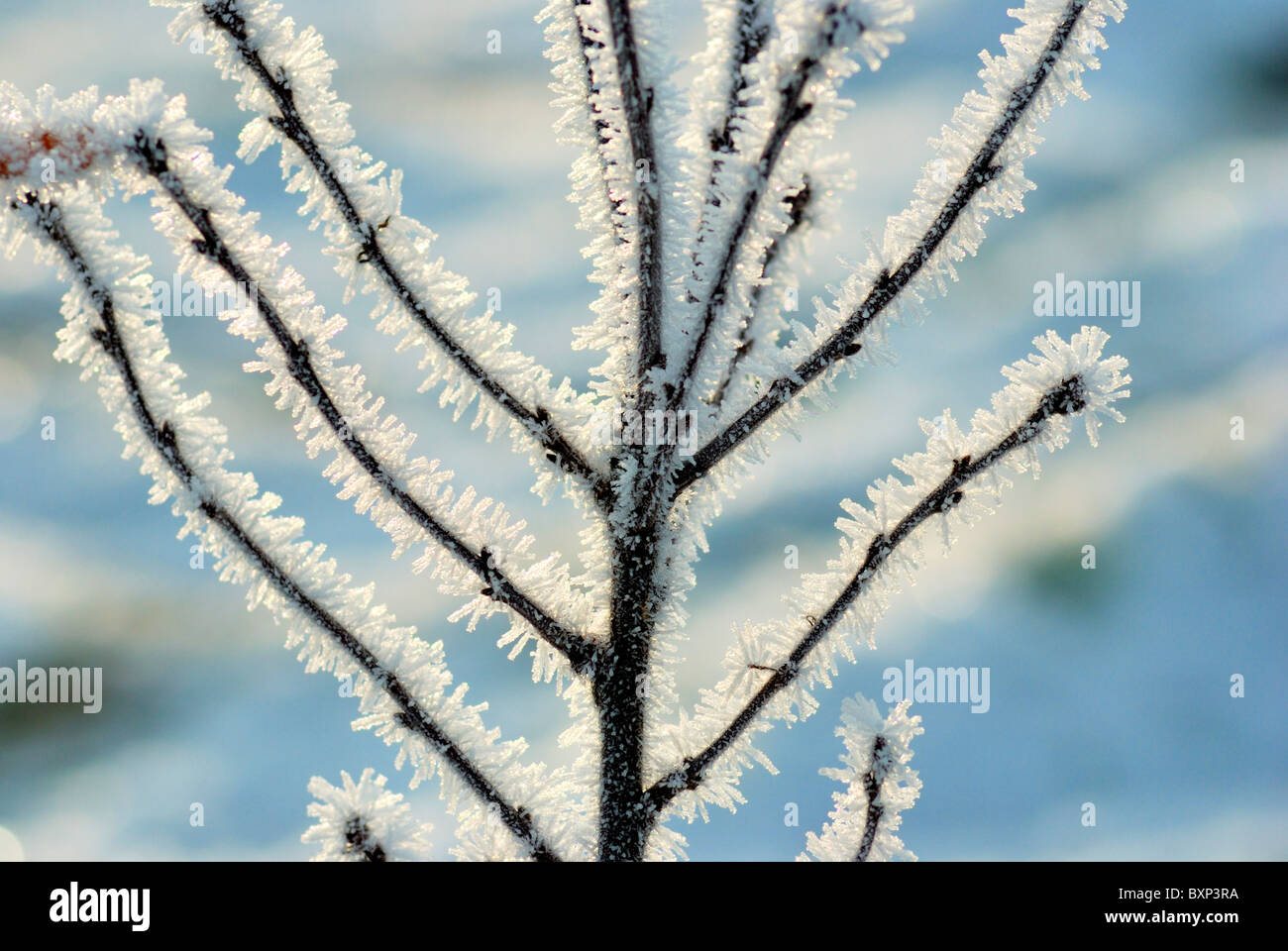 Iced twigs hi-res stock photography and images - Alamy
