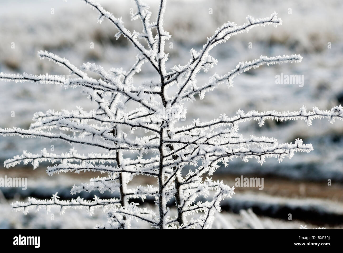 Frosty and icy hi-res stock photography and images - Alamy