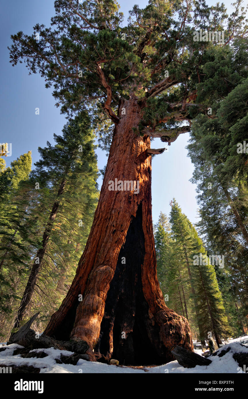 Sequoia trees Sequoiadendron giganteum Mariposa Grove Yosemite National ...