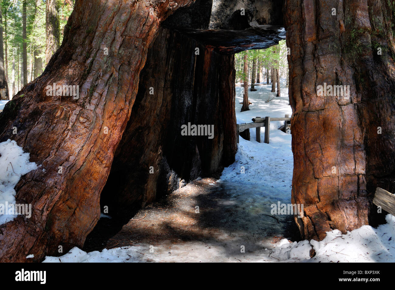 Sequoia trees Sequoiadendron giganteum Mariposa Grove Yosemite National ...
