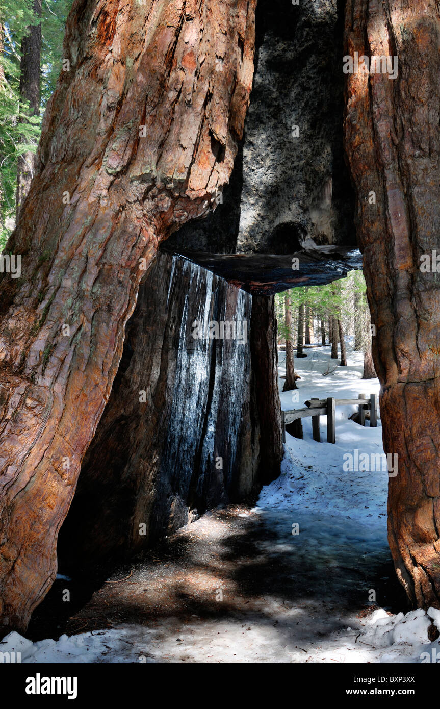Sequoia trees Sequoiadendron giganteum Mariposa Grove Yosemite National ...
