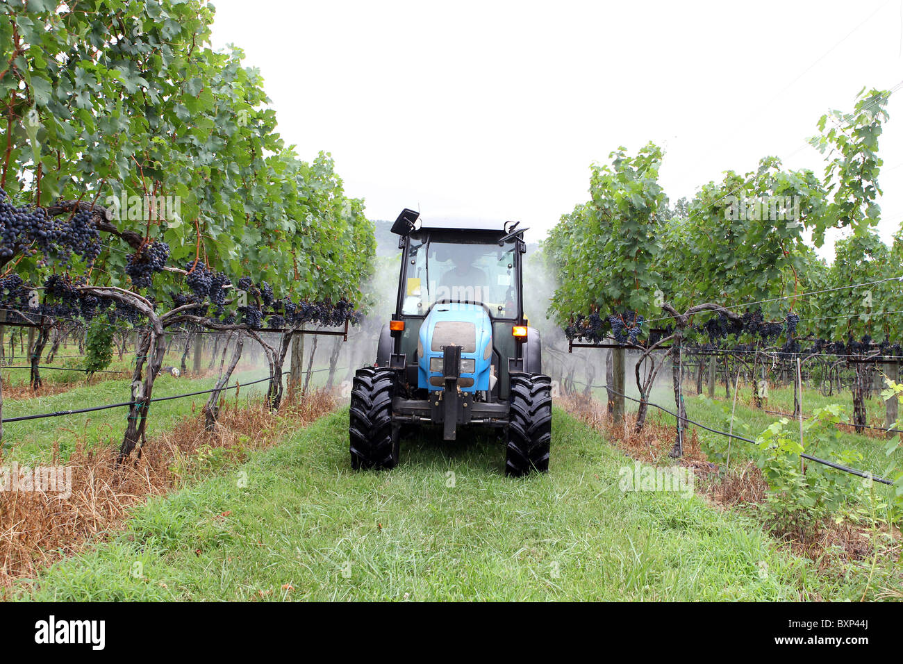 Old tractor in vineyard hi-res stock photography and images - Alamy