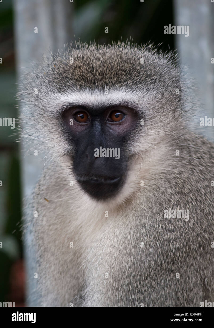 Male Vervet Monkey (Chlorocebus pygerythrus) in Durban, KwaZulu-Natal ...