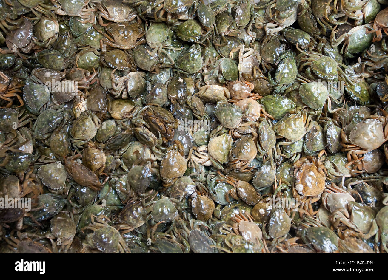 Tiny crabs in a pile at fish market Stock Photo - Alamy