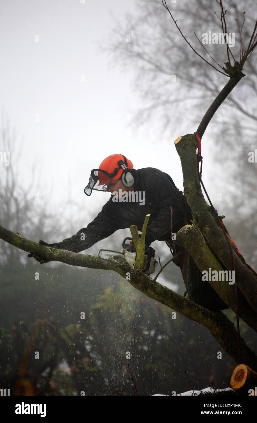 Tree surgeon harness hi-res stock photography and images - Alamy