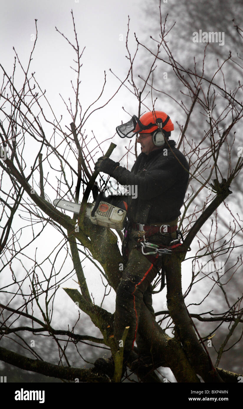 Tree Surgeon at Work Stock Photo - Alamy