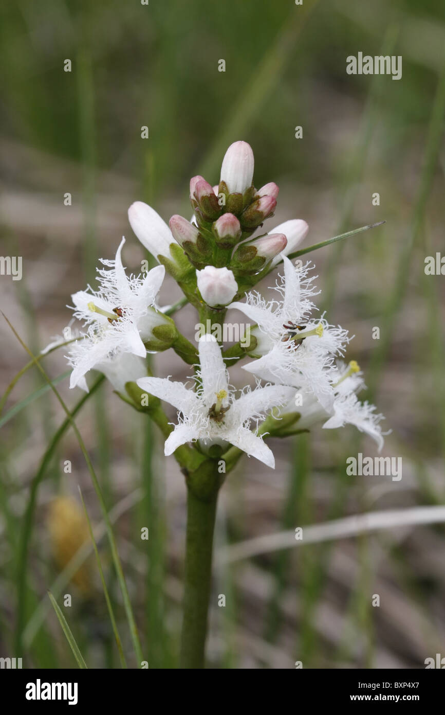 Bogbean flower spike Stock Photo - Alamy