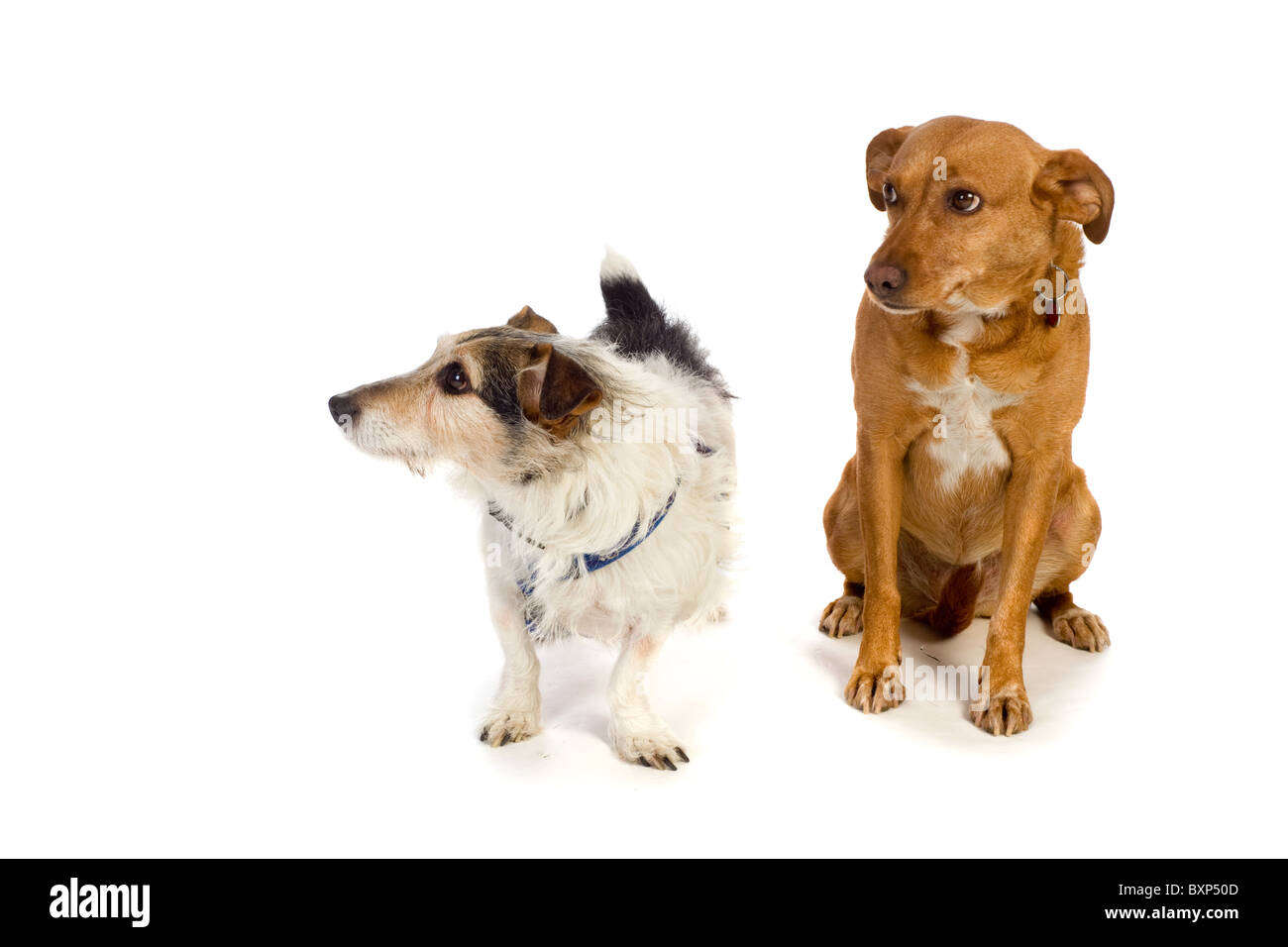 Two dogs in the studio isolated over white background Stock Photo - Alamy